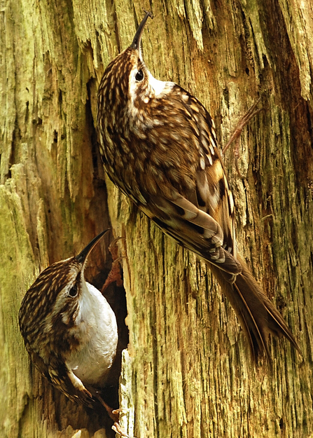 A Youth Ranger's Survey for the DofE Award | The Great Fen