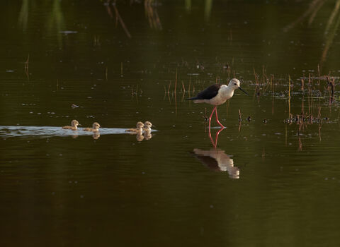 Black-winged stilt | The Great Fen